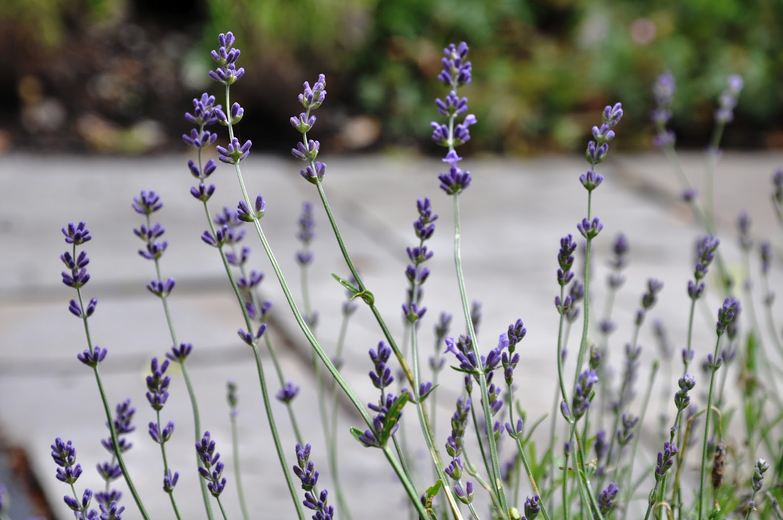 Serendipity Refined Blog: All About Lavender and My Favorite Cookie Recipe