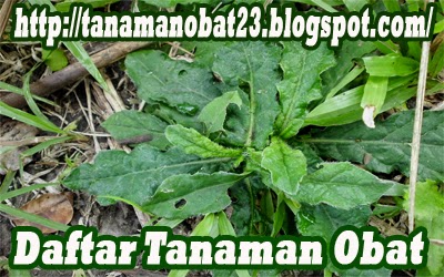 Tanaman Obat Tapak Liman (Elephantopus scaber L.)