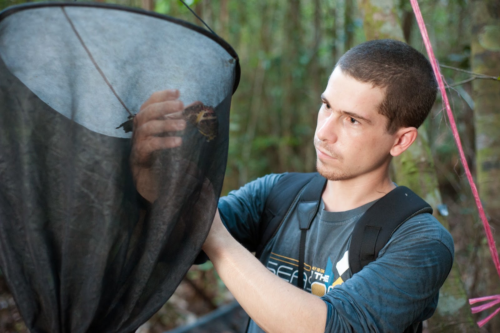Learn how to survey tropical canopy butterflies with OuTrop's new guide ...