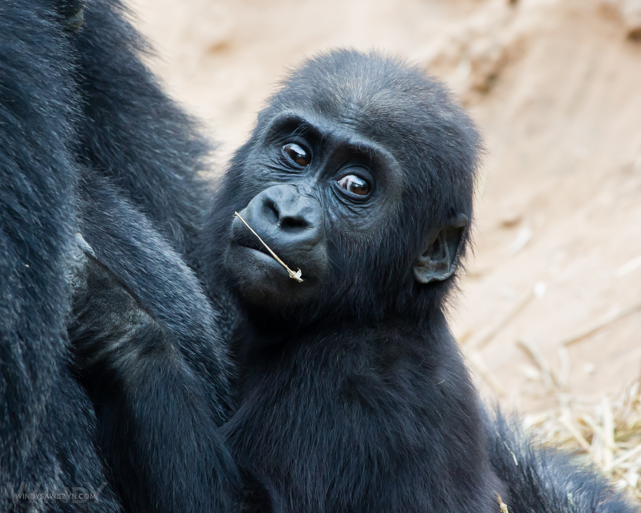 Baby Gorillas Bomassa and Apollo Grow Up: Hanging out with Mother Gorilla