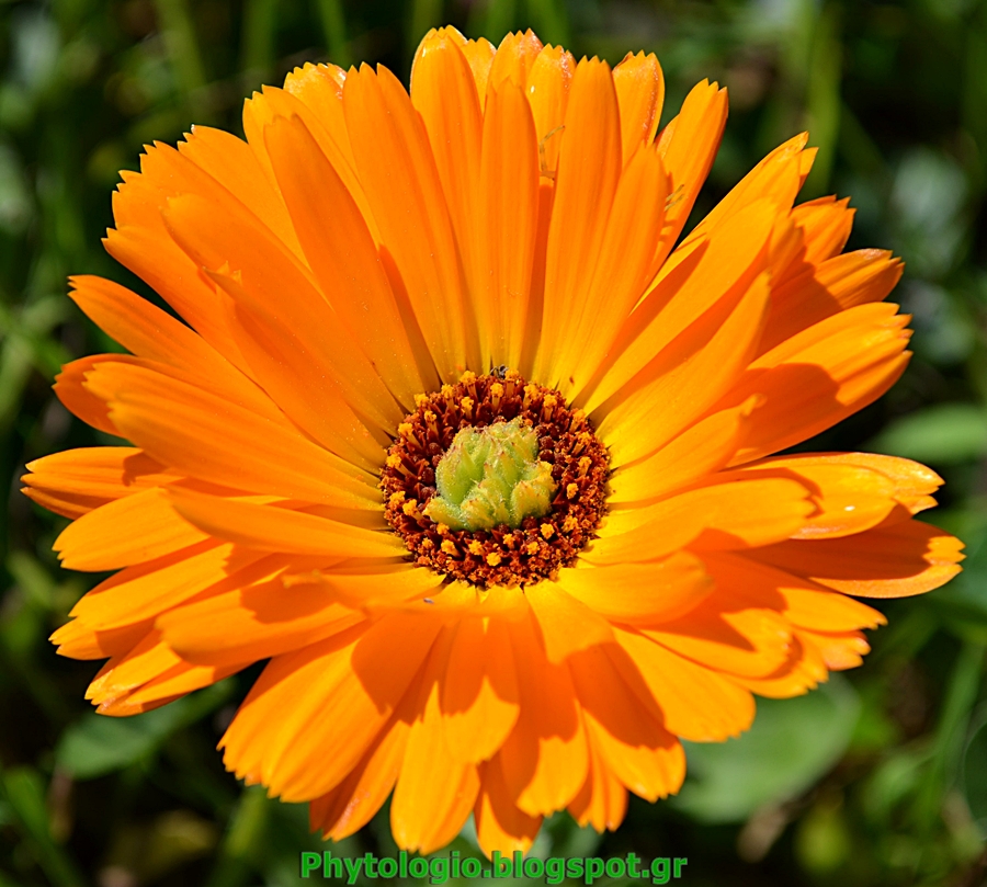 Calendula officinalis , L. | Ελληνική Φύση - Βοτανολογία