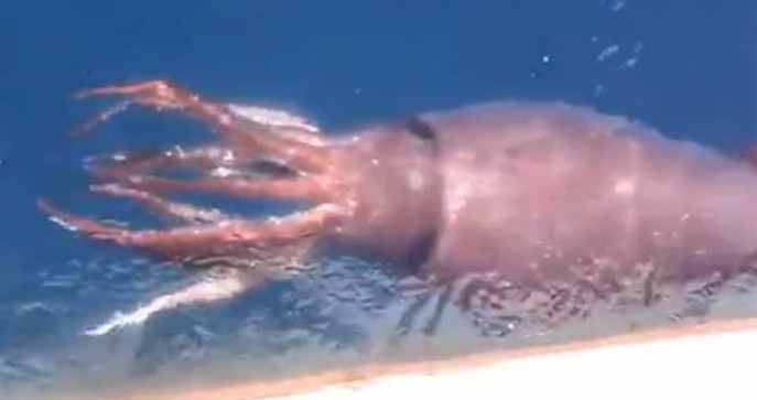 International Fishing News: ANTARCTICA: filmed a collassal giant squid ...