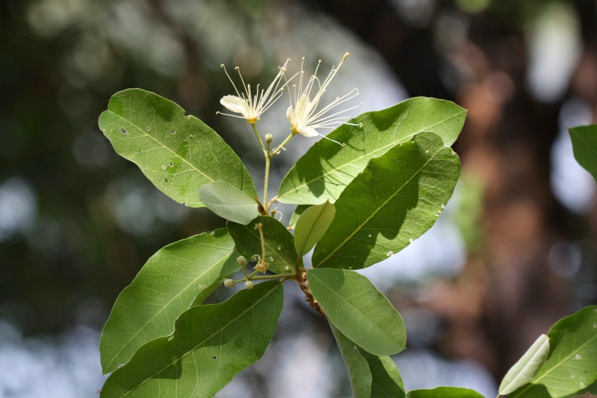 Flora de Puerto Rico Ilustrada Papo Vives: CAPPARACEAE QUADRELLA INDICA ...