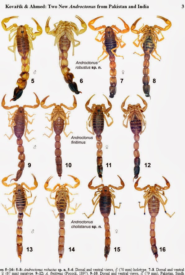 The Scorpion Files Newsblog: Species number 1000 in Buthidae has been ...