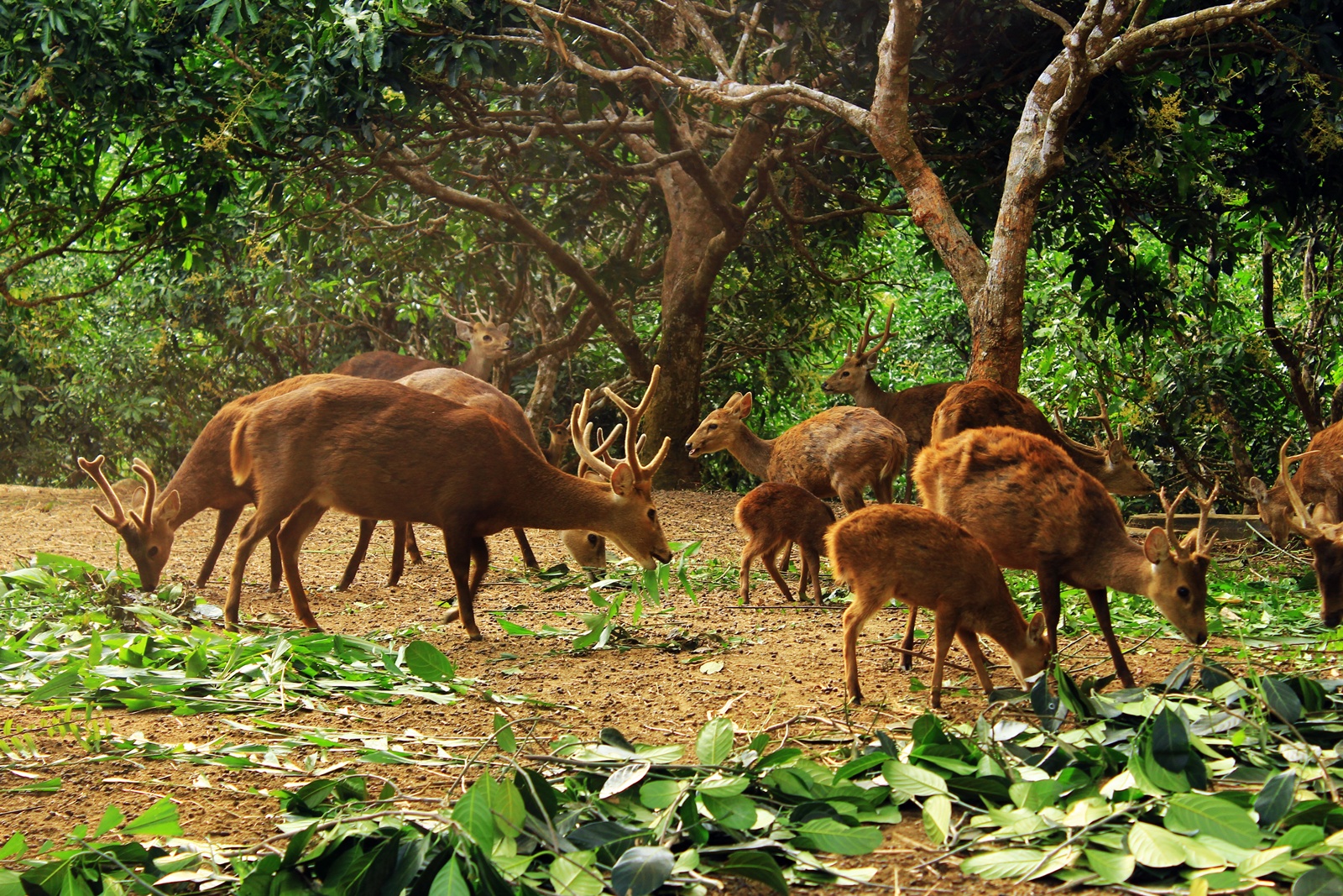 Behind Uniqueness in Bawean - Something Unique