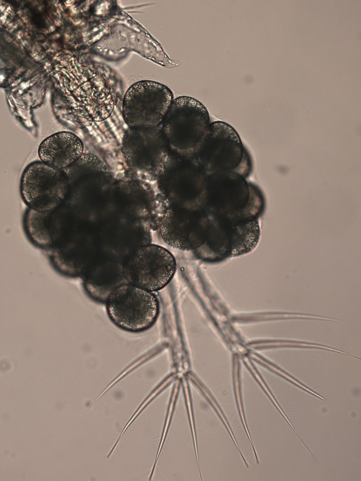 Invertebrate Embryology: Brooding copepods