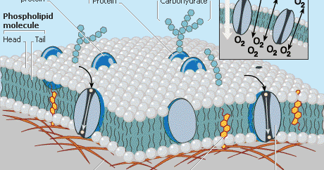 Cell Membrane In A Plant Cell