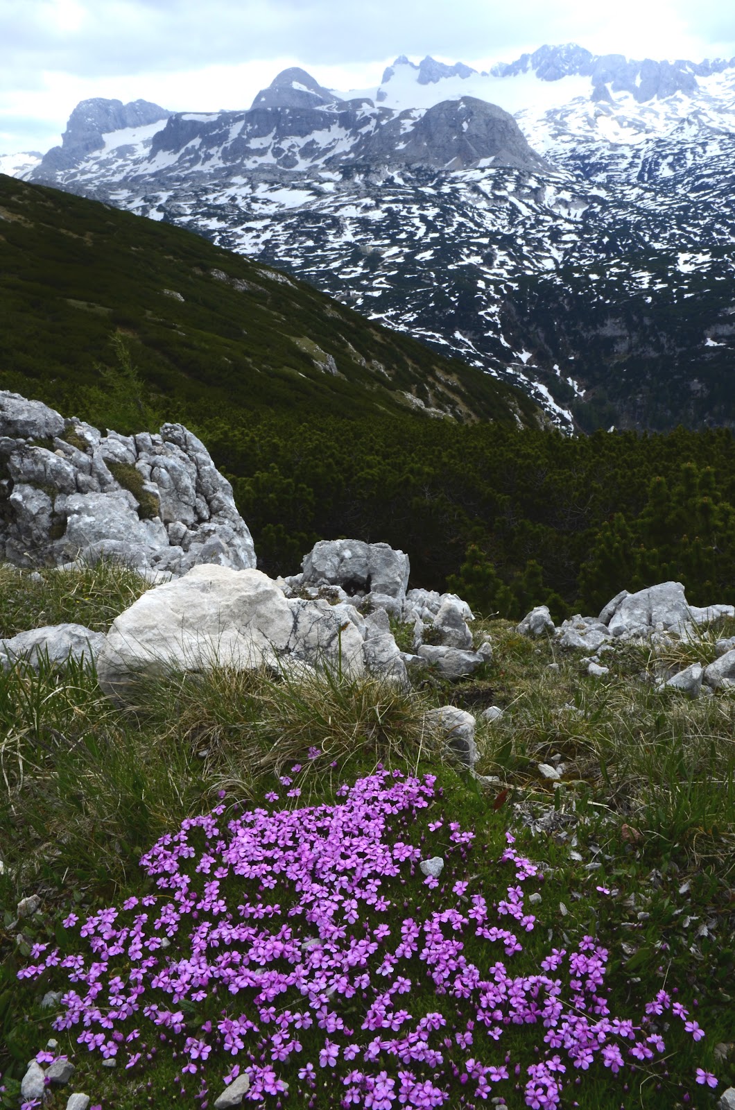 The White House: The Prague Blog, Český Krum-Love, or How to Take Your ...