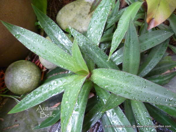 My Tropical Plants Finder: Tradescantia spathacea - Boat Lily