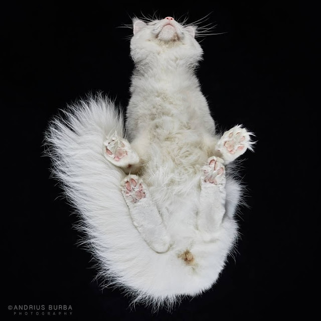 Photographer taking pictures of cats from the bottom - BOOXSHOW