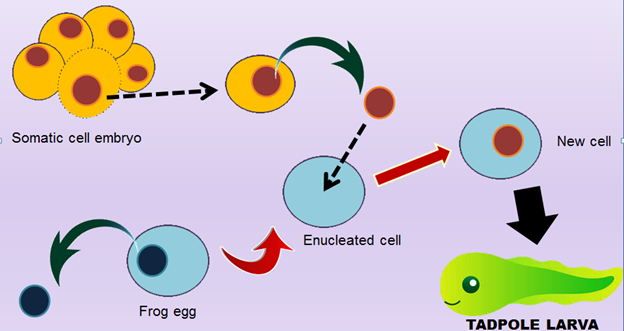 Tranquil science...learn more, explore more, grow more....: CLONING ...