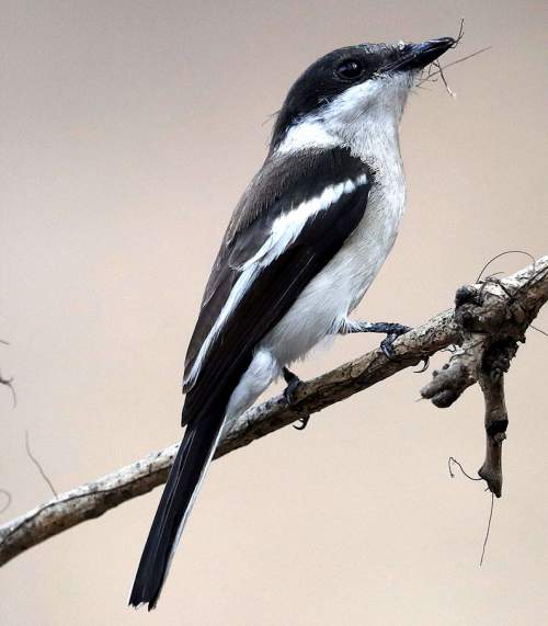 Bar-winged flycatcher-shrike photos | Birds of India | Bird World