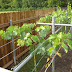 Growing Concord Grapes: Concord Grape Trellis and Training Systems