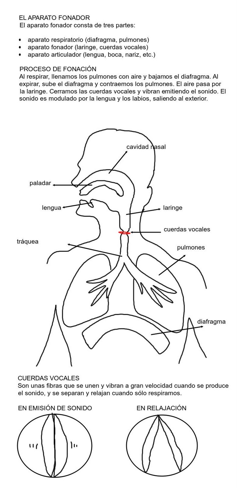 MUSICA EN EL IES LA CALETA: modulo 1 el sonido y sus cualidades