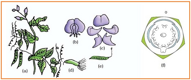 BIOLOGI GONZAGA: MORFOLOGI ORGAN TUMBUHAN