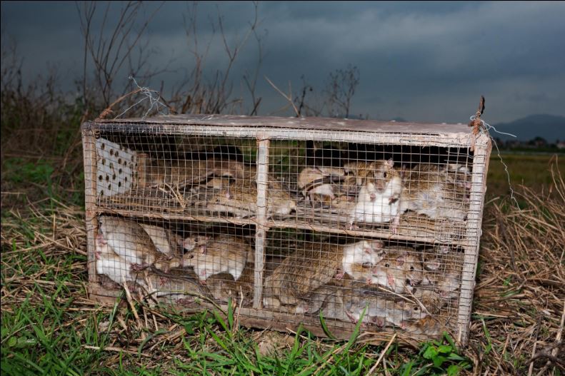 Vietnamese Rat Meat Is As Delicious As ... Cheese