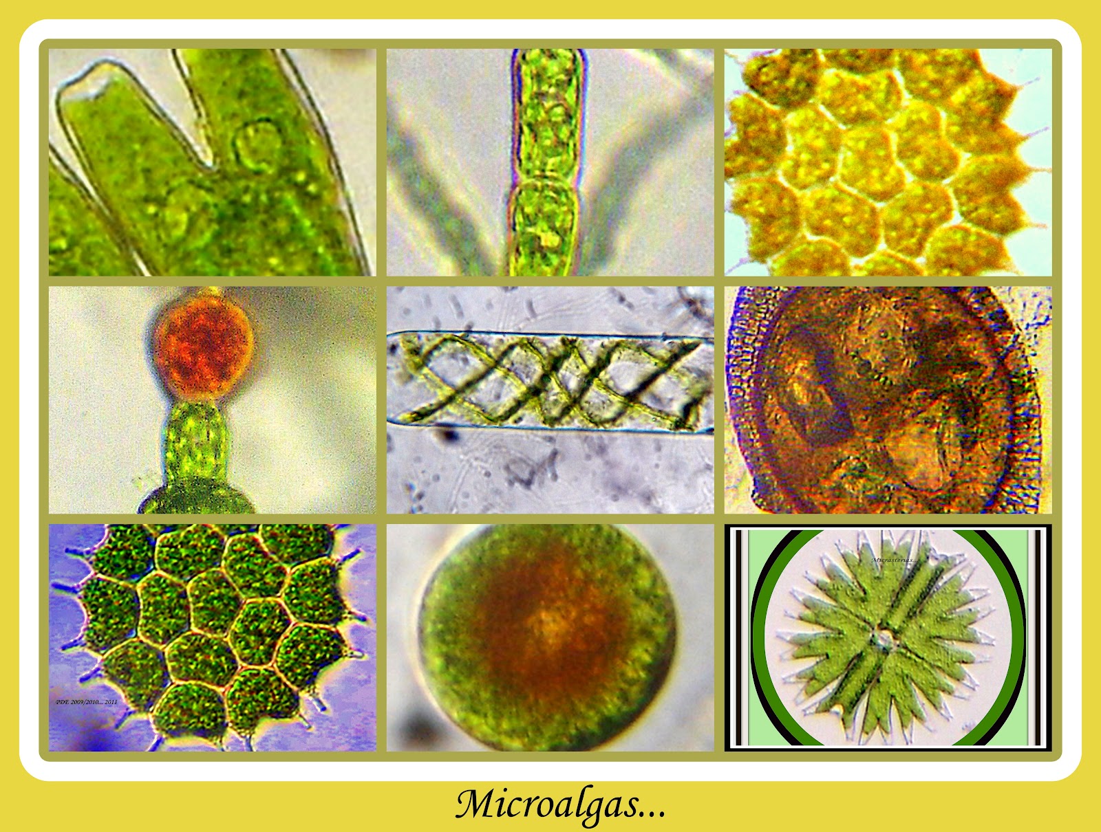 Cultivo de Microalgas em Fotobiorreatores: Biodiesel...