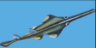 Indian Biodiversity Talks: 5 Critically Endangered Fishes in India