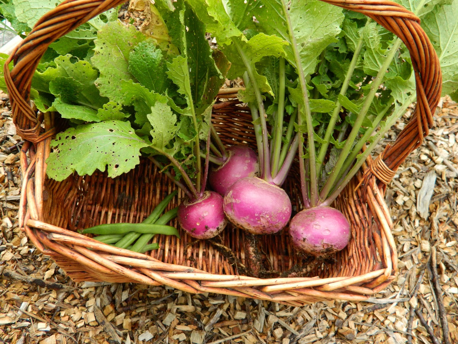 Lise's Log Cabin Life: First Harvest of the Year