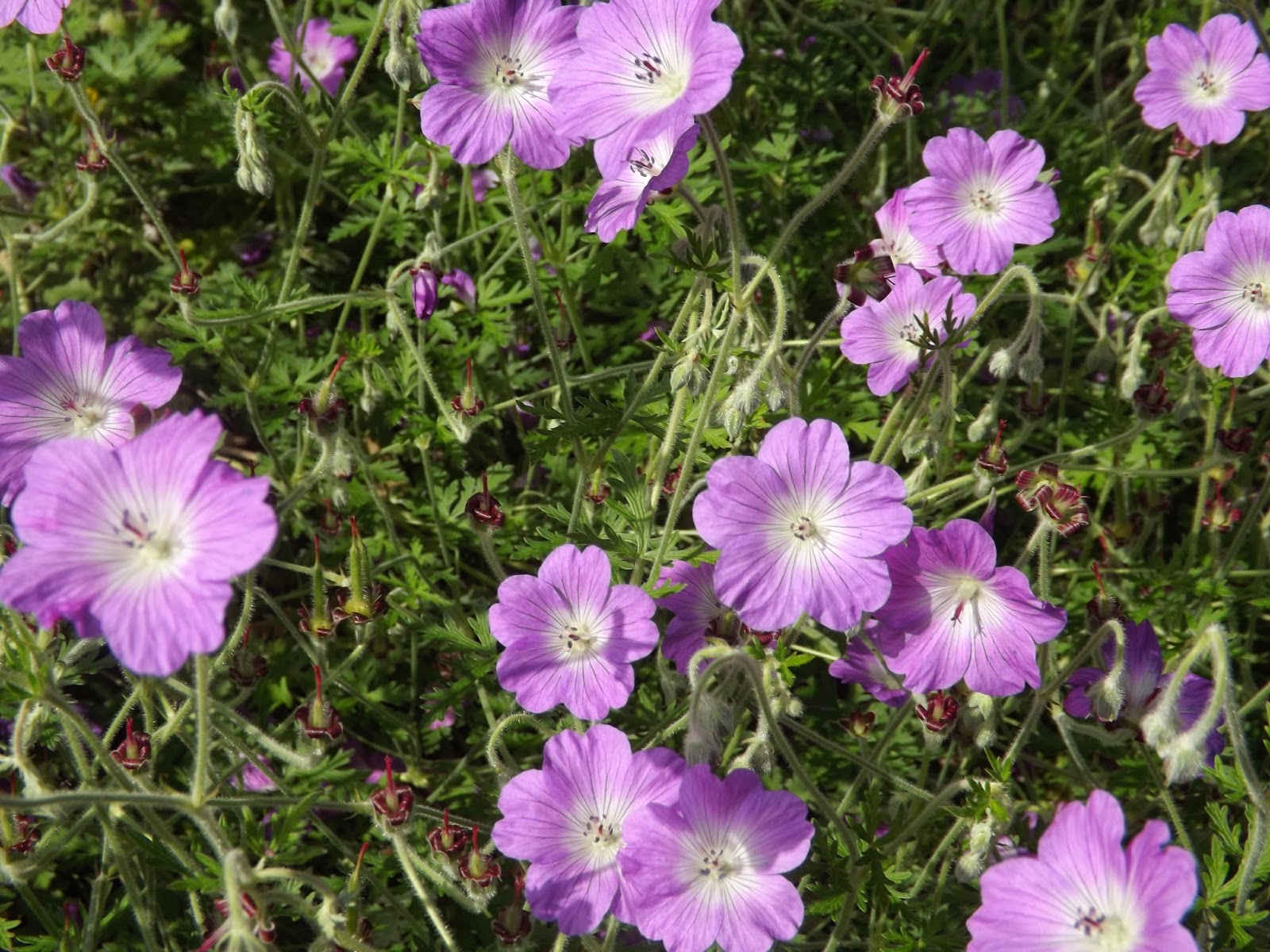 Le Jardin de la Salamandre: Geranium robustum