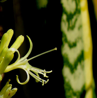Uma flor por dia: Espada-de-são-jorge