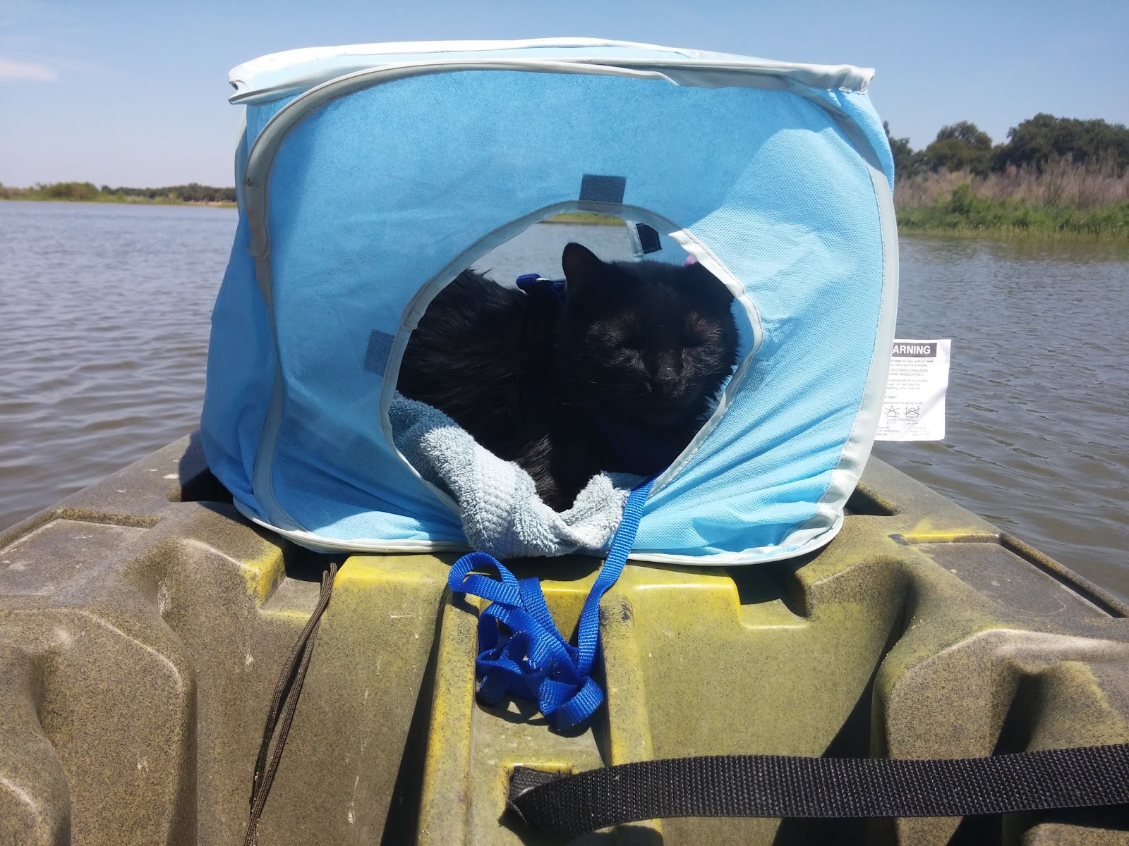 The Adventures of Kayaking Cats!: First Kayak Trip