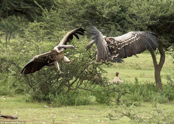 Photos: Group of Vultures fight over an animal carcass