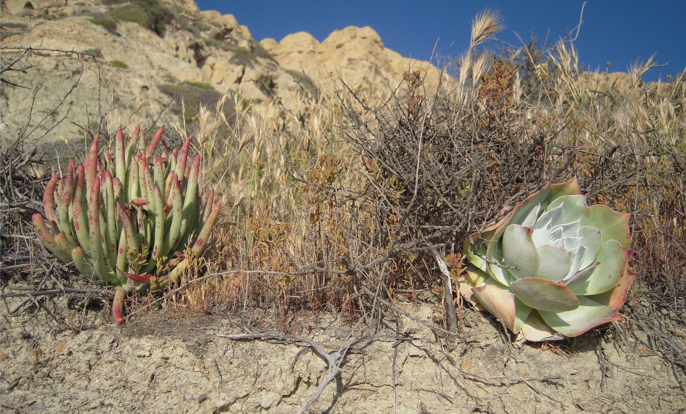 Burger's Onion: Succulents of Coastal Southern California: Dudleya