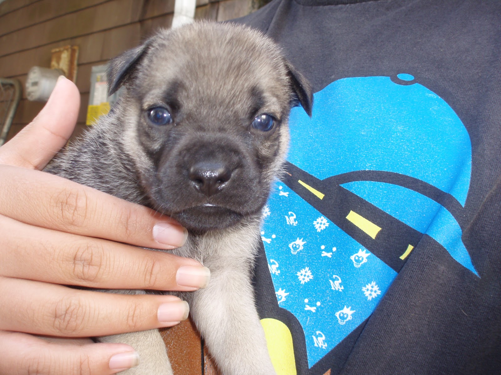 Nine reasons to rejoice!: Meet the MUGGINS (min pin-pug mixes!)