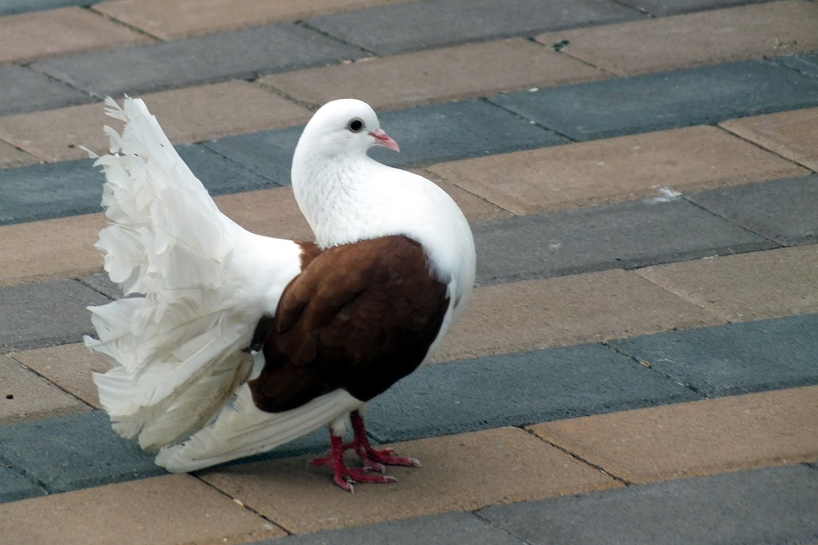 Jurnal unui desculț : pupaza porumbei rata leseasca padurea vedea raul ...