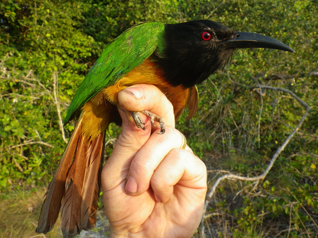 African Affinity Birding
