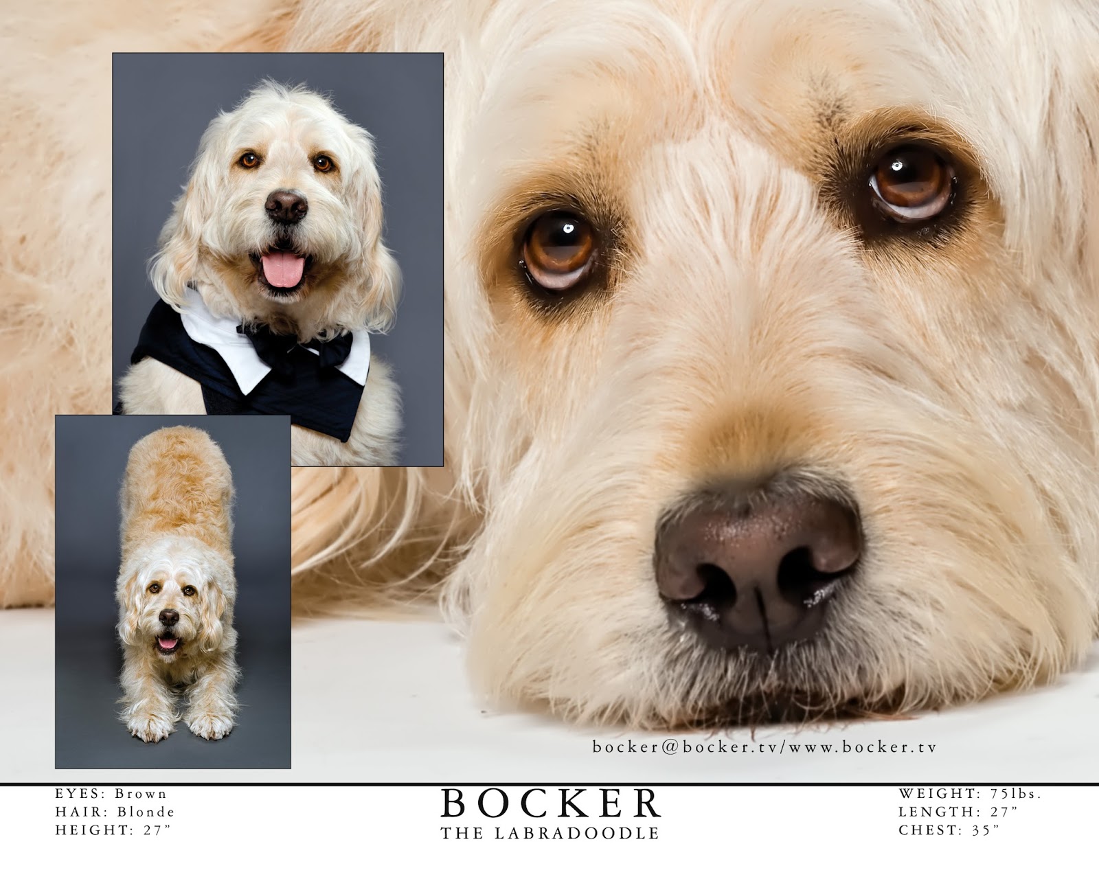 8 Fun Facts about Bocker the Labradoodle - simpple019