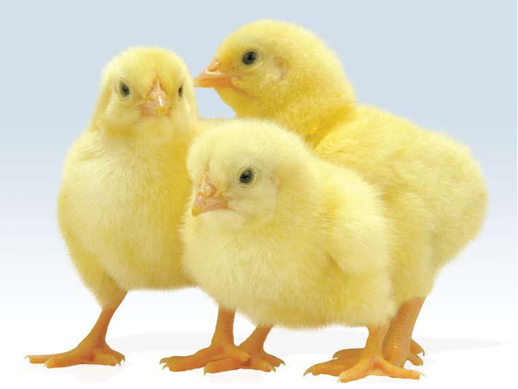 São Jorge Virtual - Madeira Island: 01-06-2012 - 01-07-2012