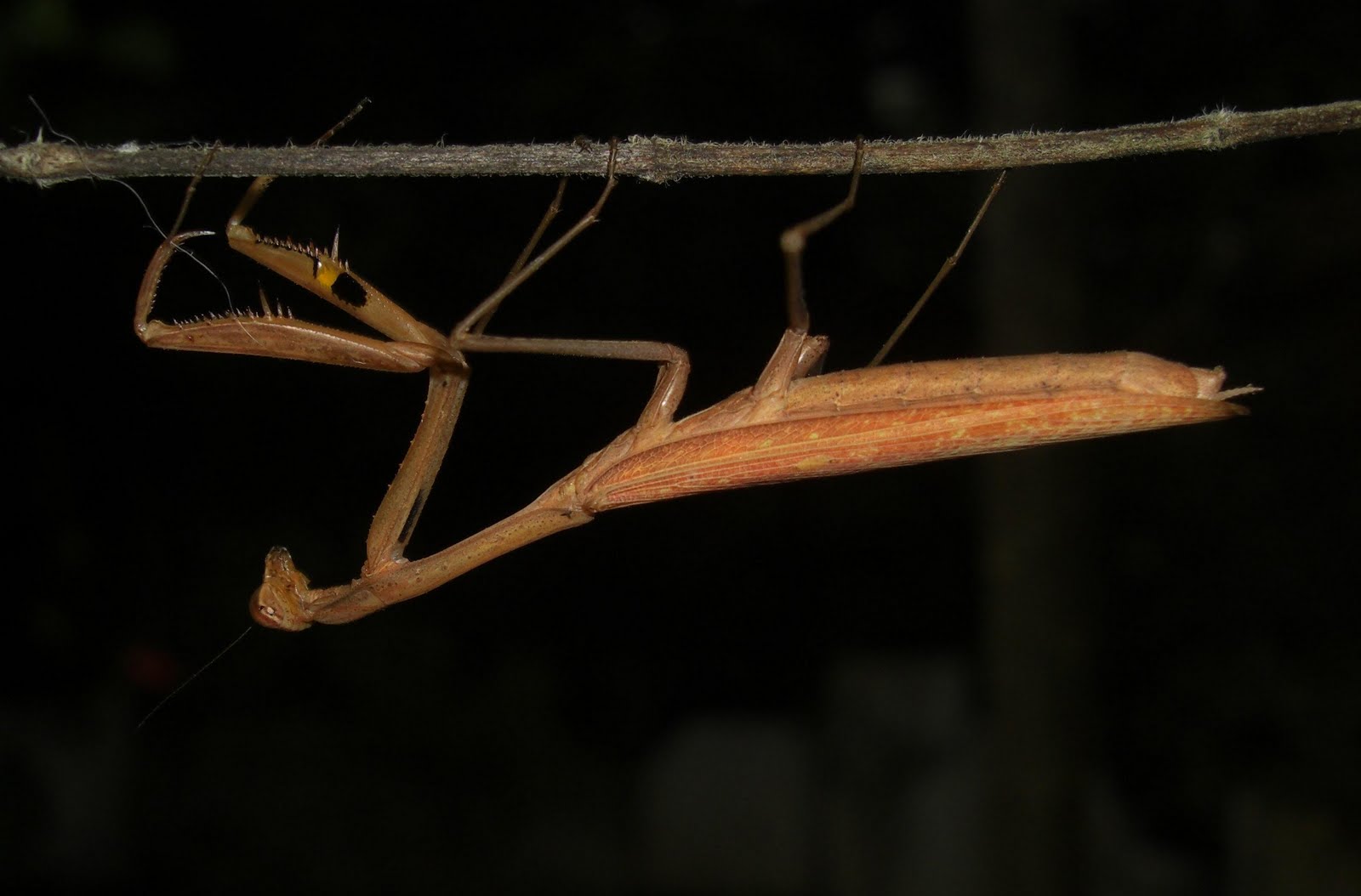 Photography & Me: Big Brown Mantis