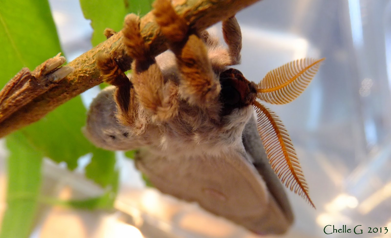 Last in Line...: Emperor Gum Moths - Cocoon to Hatching