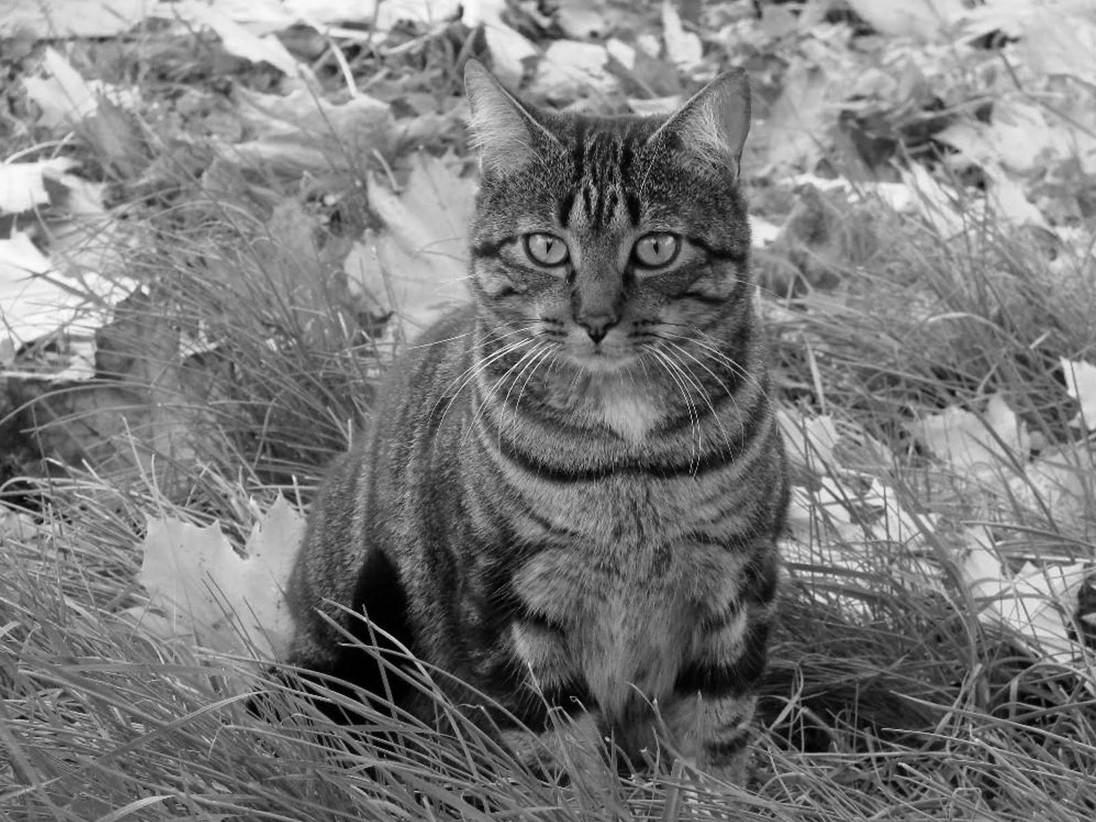 TISOTIT: Cat Wallpaper