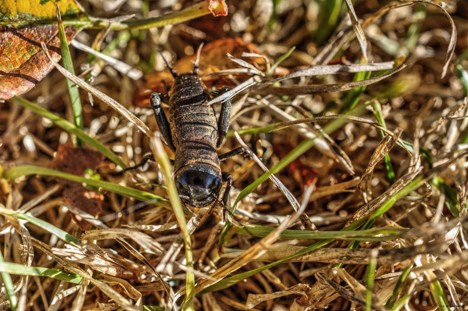 El Blog de Isa y Juan: Gryllus campestris
