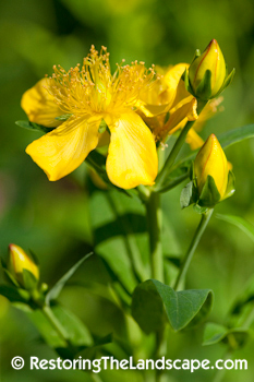 Restoring The Landscape With Native Plants: Great St. John's Wort: A ...