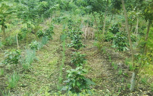 Pengertian Gulma, Jenis-jenis, Contoh, dan Cara Pengendaliannya