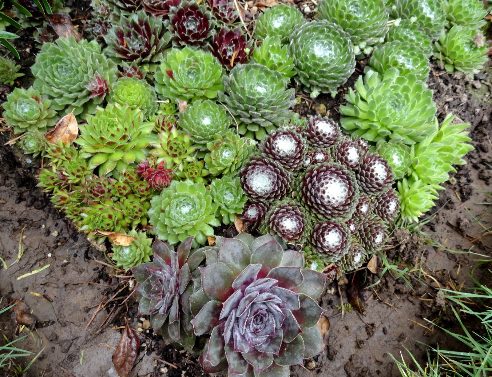 danger garden: Sempervivum; my favorite plant(s) in the garden this week!