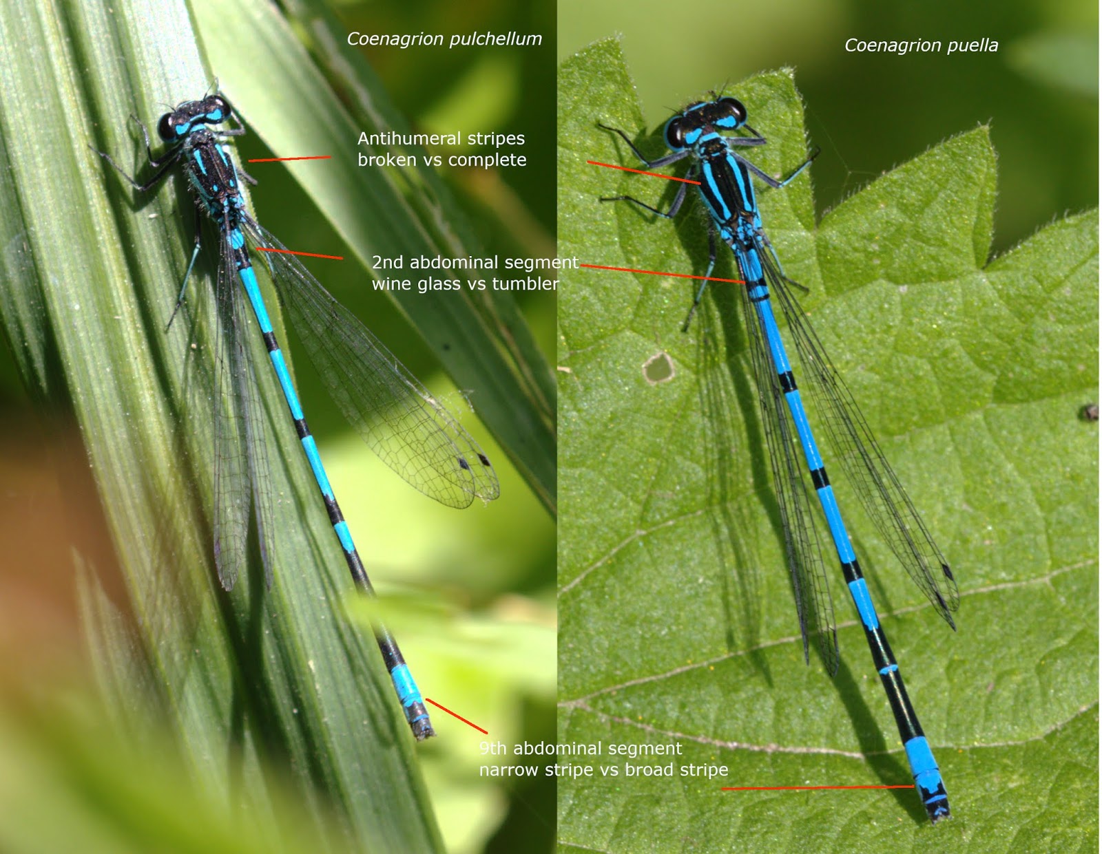 Nature photography with magnification