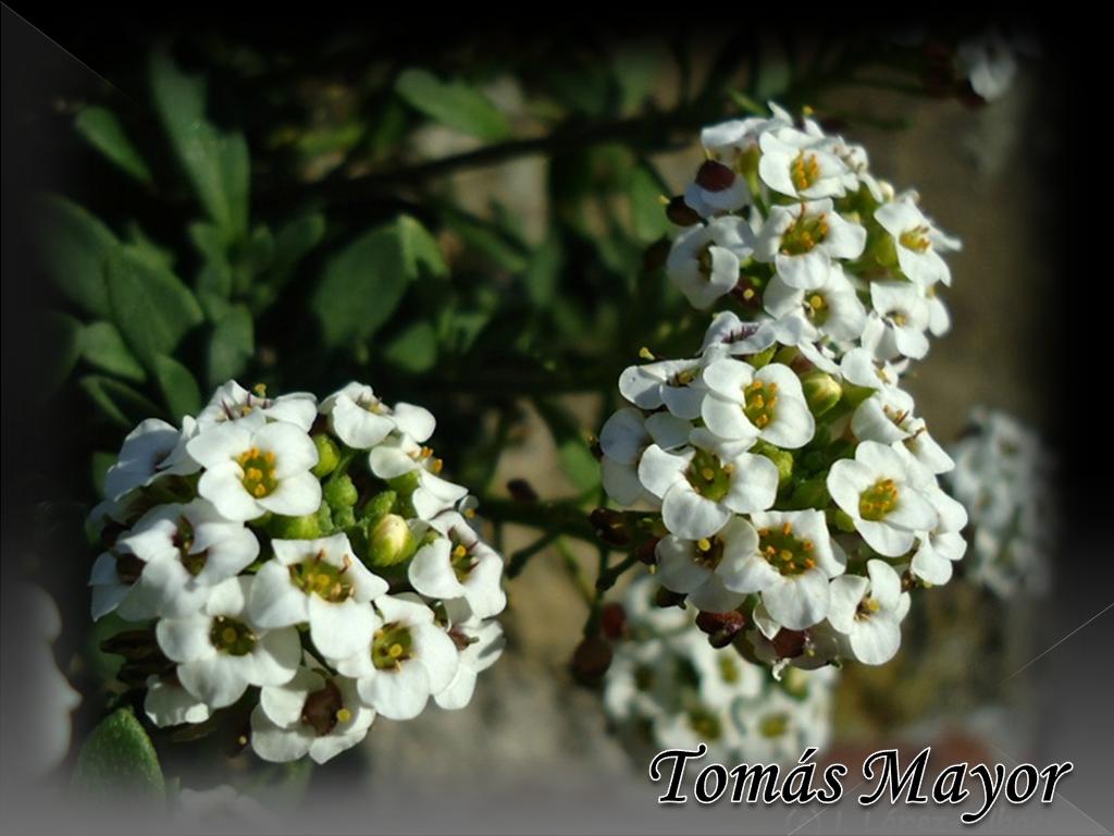 Flores y plantas silvestres: " Lobularia maritima ". Aliso Maritimo ...