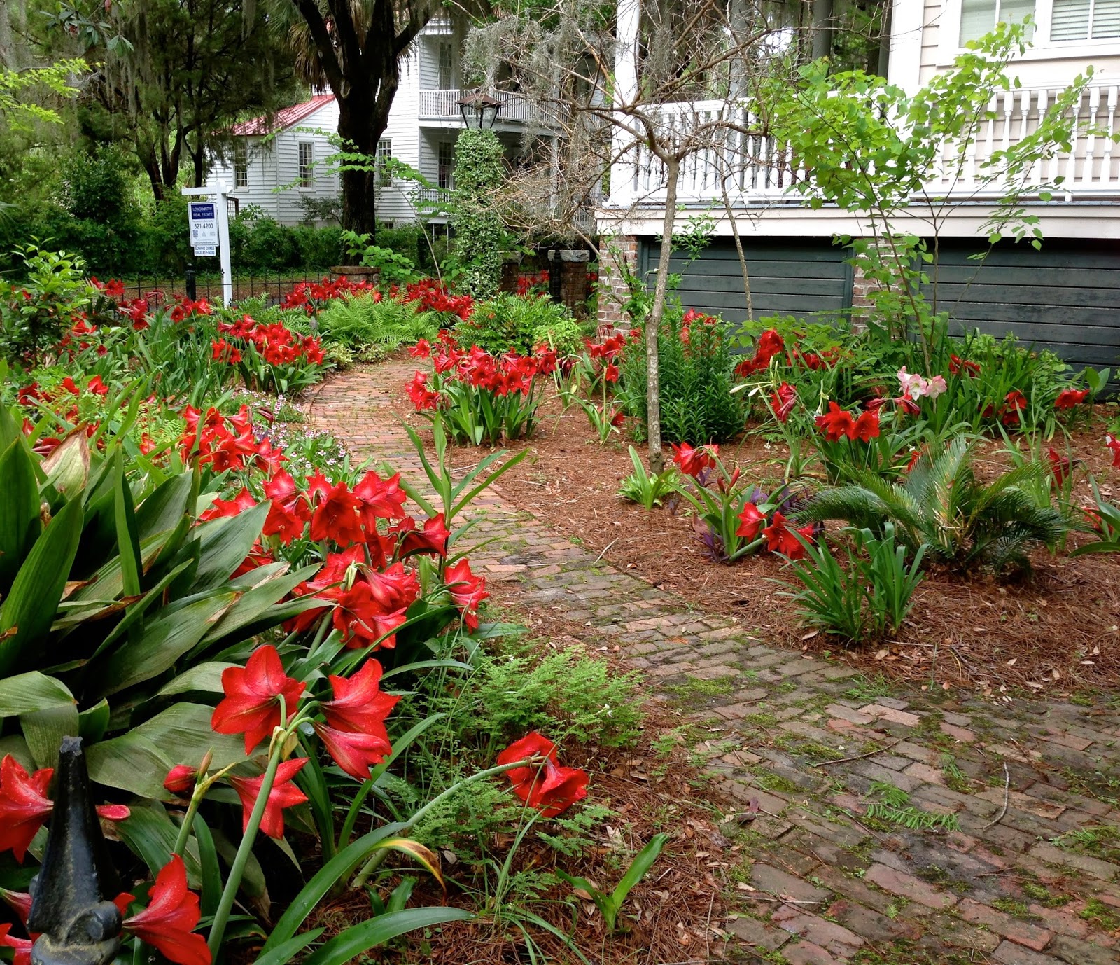 a curious gardener: spring amaryllis in the garden