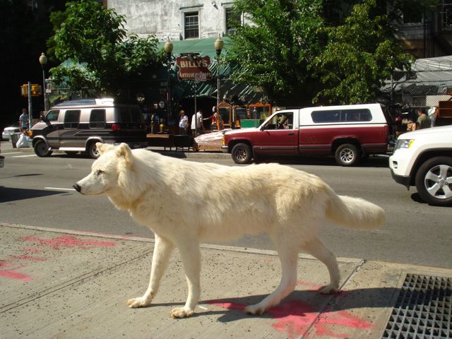 White Timber Wolf