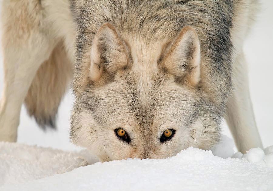 White Wolf : 30 Pictures That Will Make You Fall In Love With Wolves