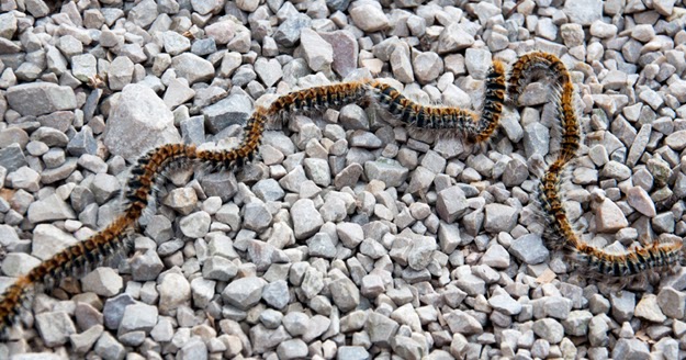 Aviso sobre a lagarta do pinheiro (processionária)