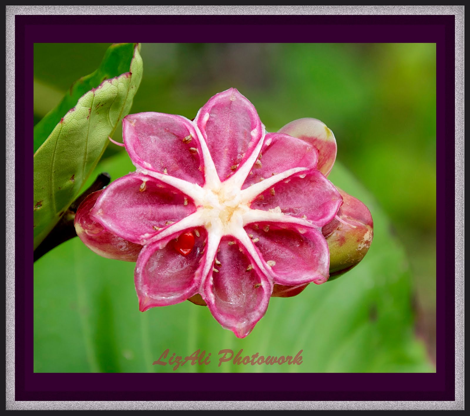 LizAli Photowork: Bunga Simpur