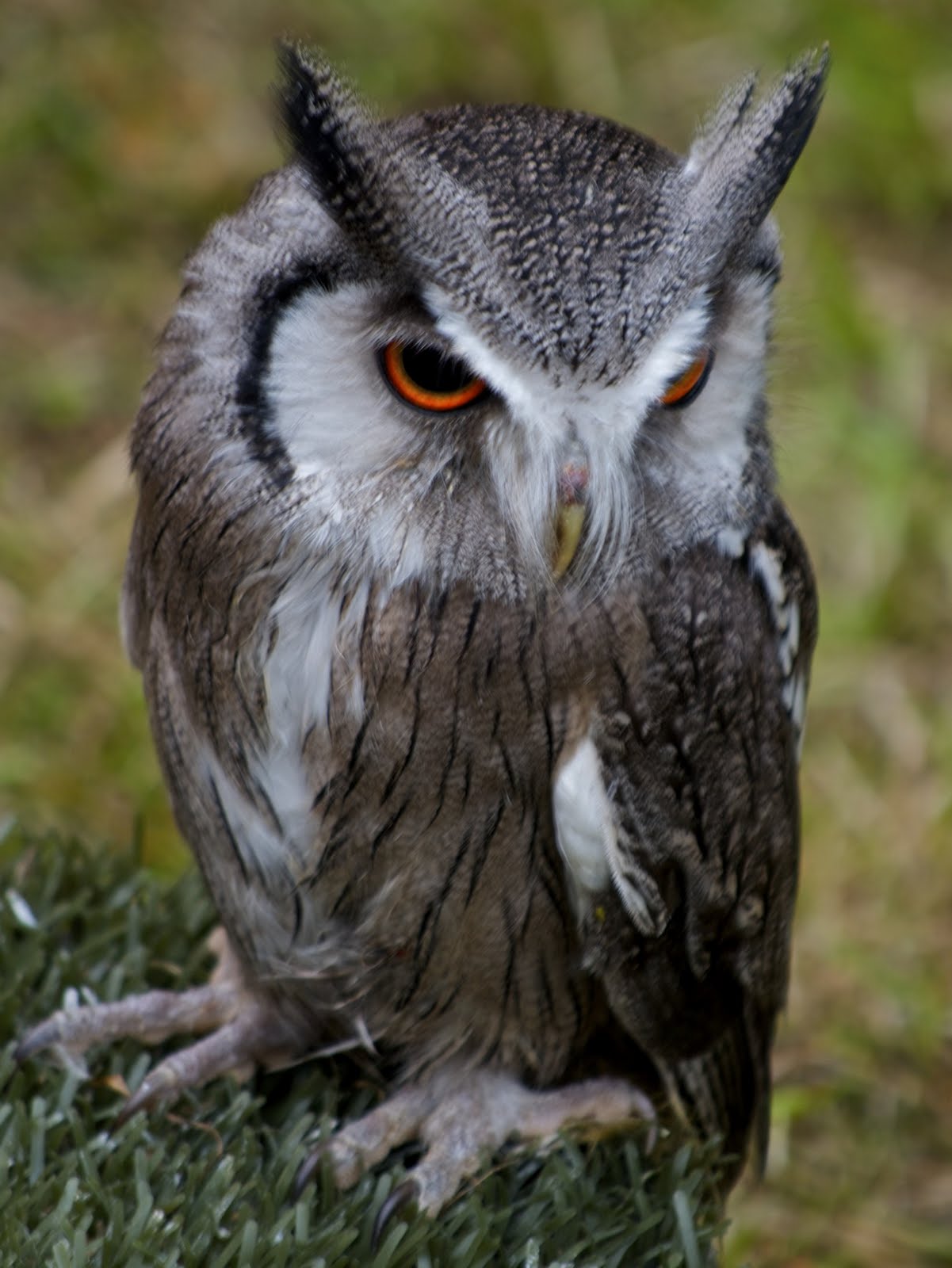 The Plashing Vole: Owling at the moon