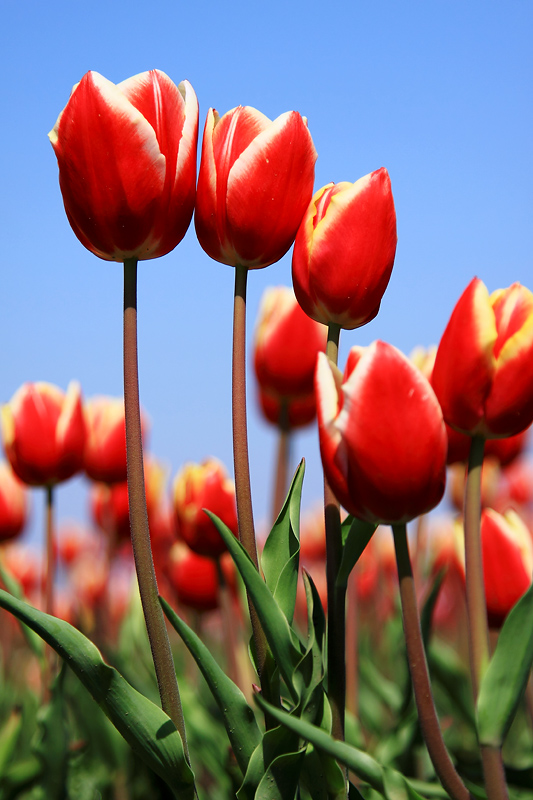 keanpoh Photographer: Tulips in Japan