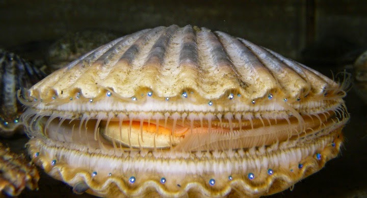 ScubaTalc: Diving for the amazing Scallop in NJ